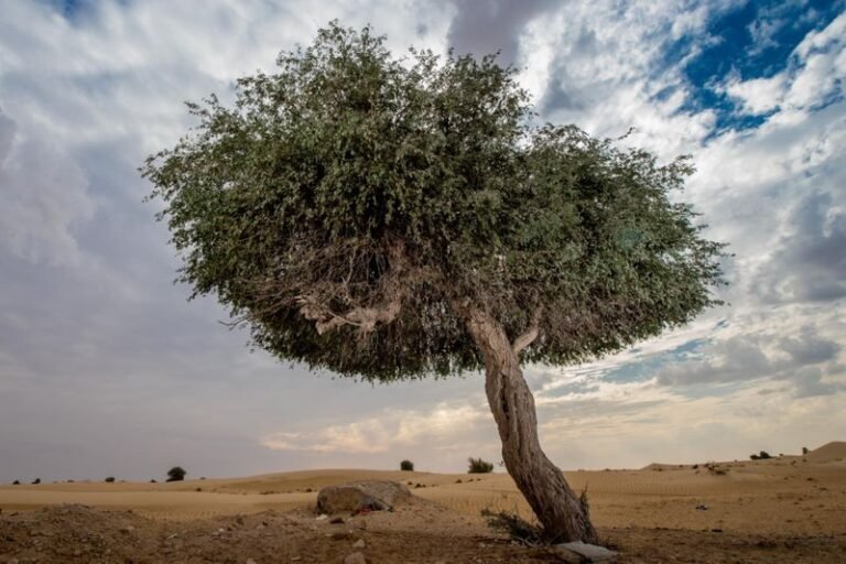 10 Beautiful UAE deserts you have to see | Dubai Bookers